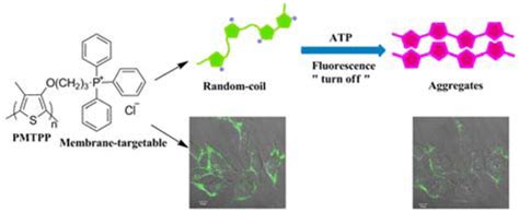 Water Soluble Conjugated Polymer As A Fluorescent Probe For Monitoring Adenosine Triphosphate