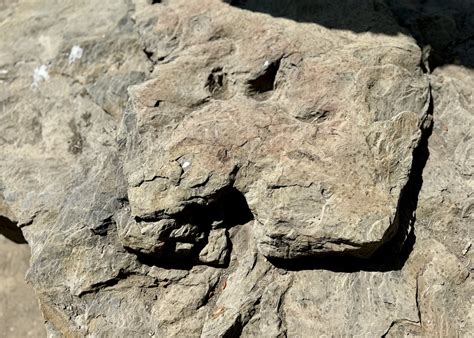 Dinosaur Trackways And Other Reasons To Love Tumbler Ridge British