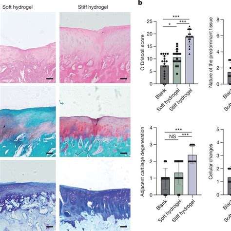 histology analysis shows significantly improved subchondral bone and