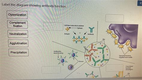 Solved Label The Diagram Showing Antibody Function