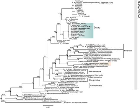 Bayesian Inference Tree Of Plasmodium Spp Based On Mithocondrial Cyt B Download Scientific