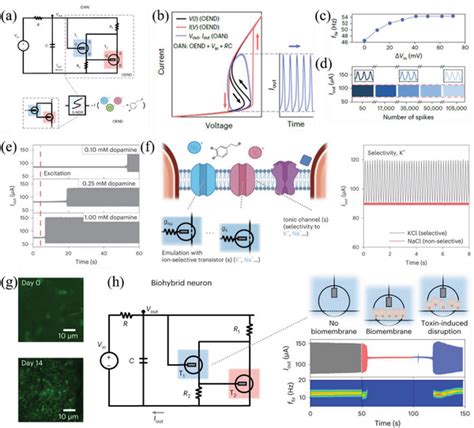 Biochemical Neuromorphic Sensors Based On Iontronic Synaptic