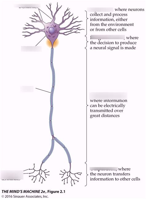 Neuron Diagram Quizlet