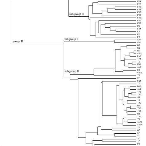 upgma dendrogram generated via issr markers amplified in fusarium sp