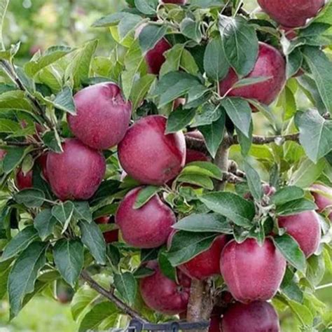Apple Tree Breed Different Available At Best Price In Nadia Bidhan Nursery