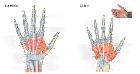 Lecture 7 Palmar Intrinsic Diagram Quizlet