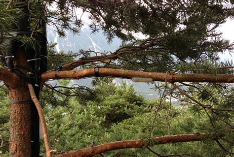 Trees Rendering Ecophysiological Processes Audible