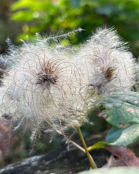 The Truth About Deadheading Clematis 17 Things Every Gardener Should Know