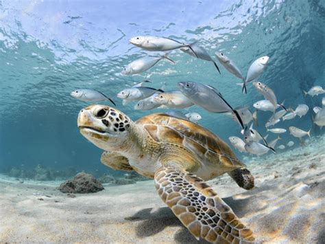 Ways On How To Protect The Ocean Maritime Professionals