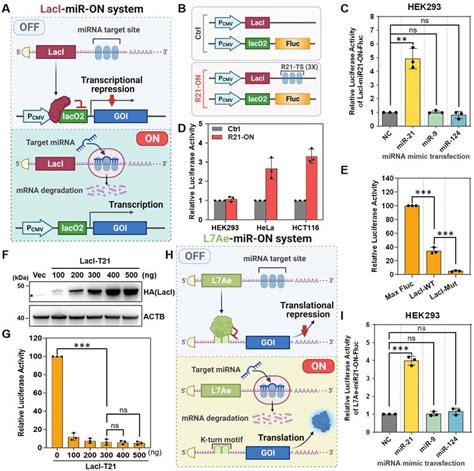 A Dual Regulation Inducible Switch System For Microrna Detection And Cell Type Specific Gene