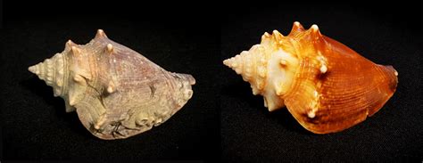 Types Of Conch Shells