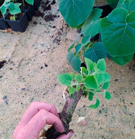 Paulownia Shan Tong S korzenie | Paulownia Energy Polska