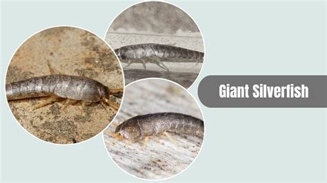23 Types Of Silverfish Identification With Pictures And Image