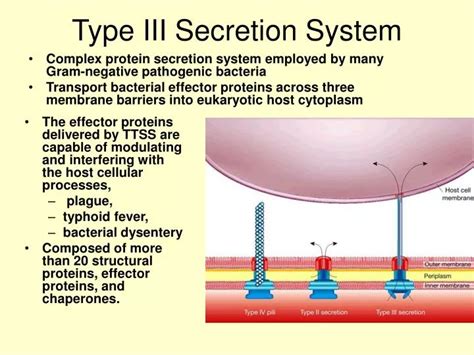 Ppt Type Iii Secretion System Powerpoint Presentation Id 216373