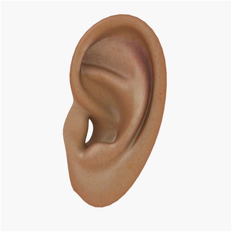 Human Ear 3d Model 39 Obj Max Fbx Free3d
