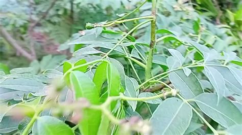 ქაღალდის დამზადება როგორ გააკეთოთლამაზი ფოთლებიქაღალდით ძალიანმარ।।24 Youtube