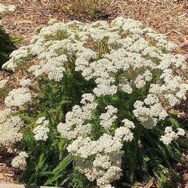 Sonoma Coast Yarrow