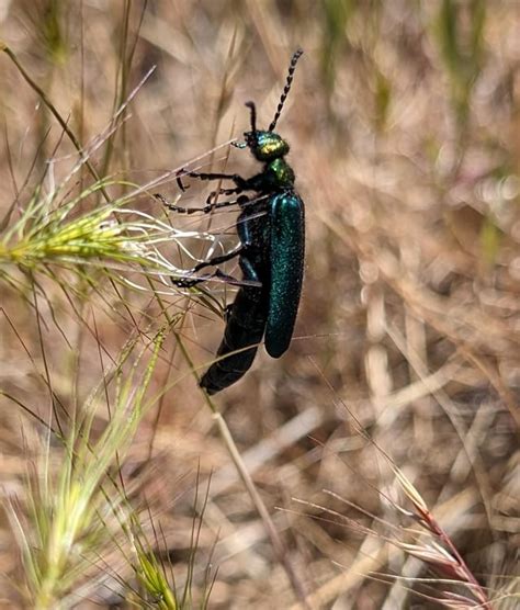 Eastern Oregon R Whatsthisbug