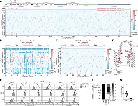 Deep Mutational Scanning Highlights A Role For Cytosolic Regions In