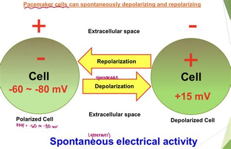 Liu Cvm Physiology I Exam 3 Flashcards Quizlet