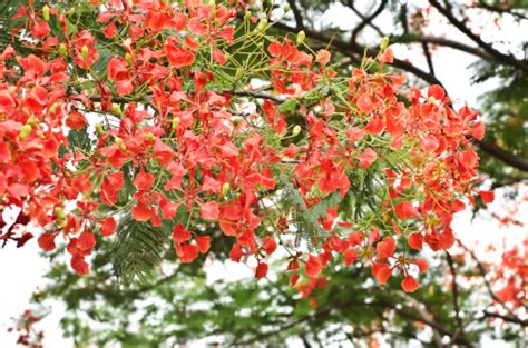 Pohon Api Atau Royal Poinciana Foto Stok Unduh Gambar Sekarang Alam