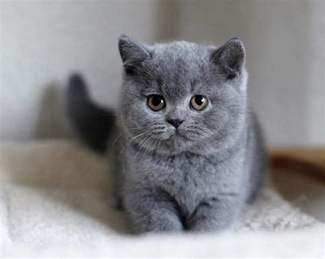 British Shorthair Kitten