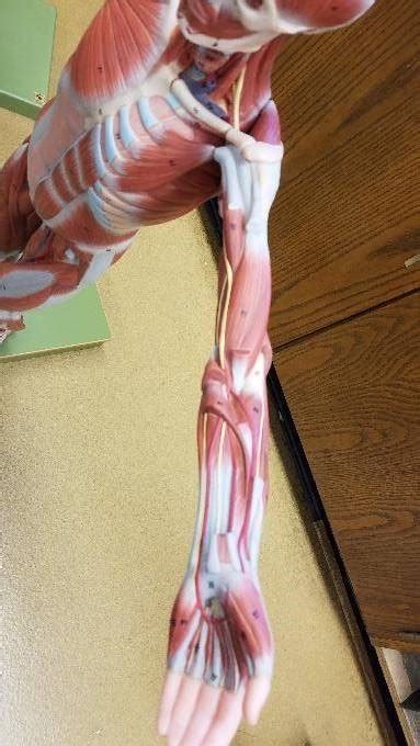 Arm Diagram Quizlet