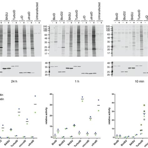 Pdf Ultraid A Compact And Efficient Enzyme For Proximity Dependent