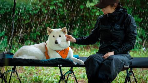 폭우 속 아늑한 원두막 아래서 강아지와 빗소리들으며 우중캠핑 즐기기ㅣ빗소리 Asmr Youtube