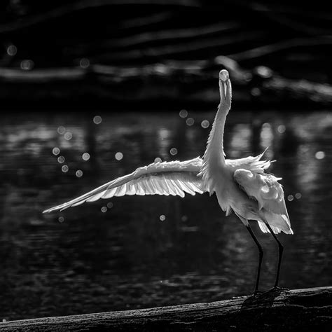 This Is My Stage Photograph By Xiaohong Zhang Fine Art America