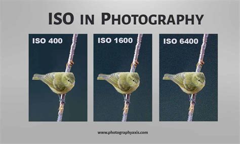 what is iso sensitivity understanding iso in photography auditkonten