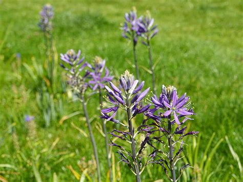 17 Washington Native Plants