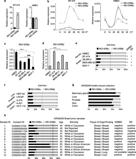 Rev Erbβ Is The Prominent Variant In Various Cancer Cells A Rev Erbα