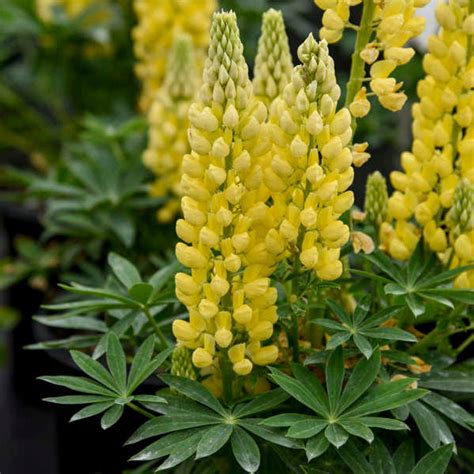 Lupine Mini Gallery Yellow A Garden Center Duluth Minnesota