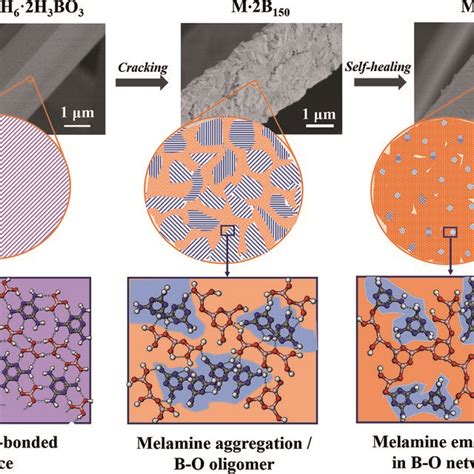 Schematic Illustration Of Microstructural Evolution Corresponding To Download Scientific