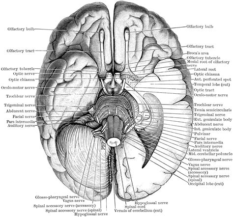 Base Of The Brain Clipart Etc