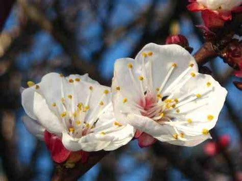 Груша — WomanWiki - женская энциклопедия