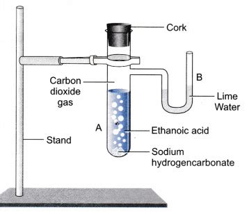 Look At The Figure And Answer The Following Questions CBSE Class Science Learn CBSE Forum