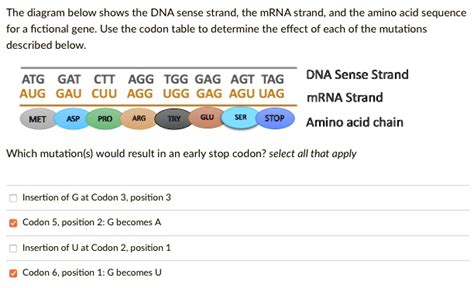 Solved The Diagram Below Shows The Dna Sense Strand The Mrna Strand