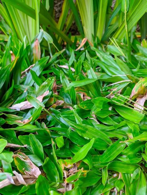 100 Intercropping Pictures