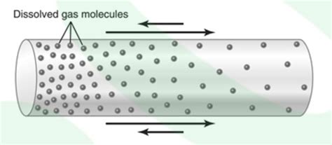 PHYSIO Organization Of Respiratory System And Pulmonary Ventilation Circulation And Lung