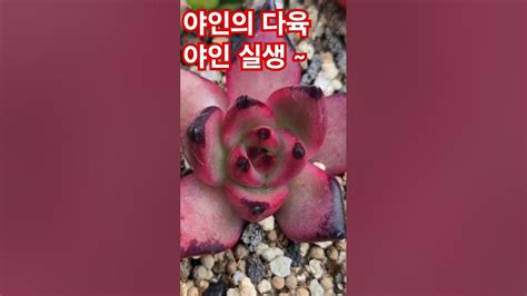 행복 가득한 화요일 되세요 ~ 이찬원 파종이 실생 다육 다유기 다육이 다육식물 반려식물 다육판매 다육이판매 다육이키우기 다육인스타그램 매혹이 청주