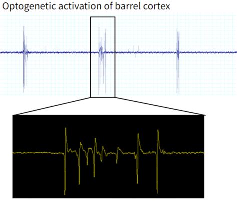 Whisker Experiment For The Optogenetics Biopotential Telemeter