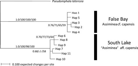 Bayesian Inference Tree For Coi Data Support Values Are As Follows