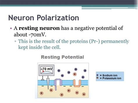 Nervous System Ppt Download
