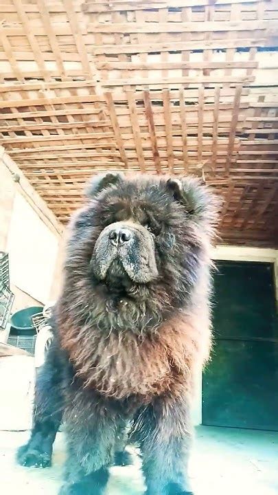 это Фрэд Youtube