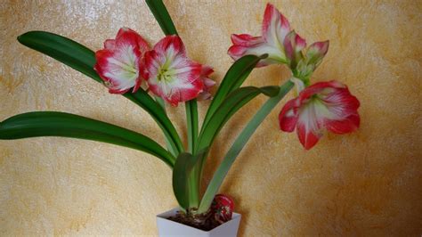 Hippeastrum. Гиппеаструм цветение и процесс роста за 14 дней. - YouTube