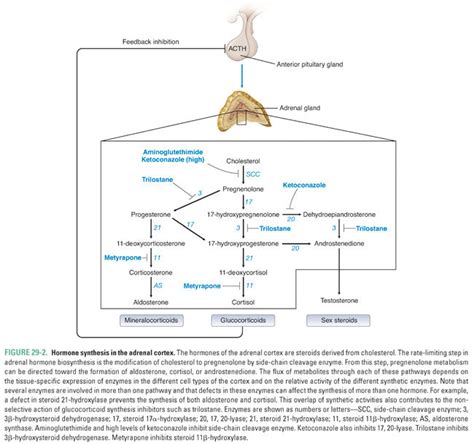 Adrenal Cortex Hormone Synthesis Pathway