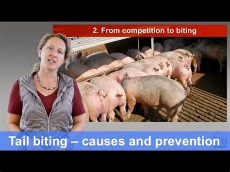 Tail biting in pigs - causes and prevention (Pigwatch Tutorial with Barbara Früh) - YouTube