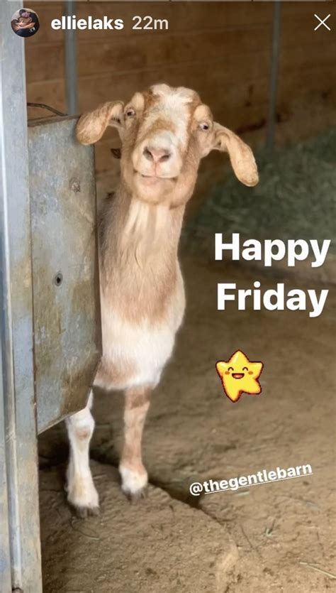 Happy Friday Goat